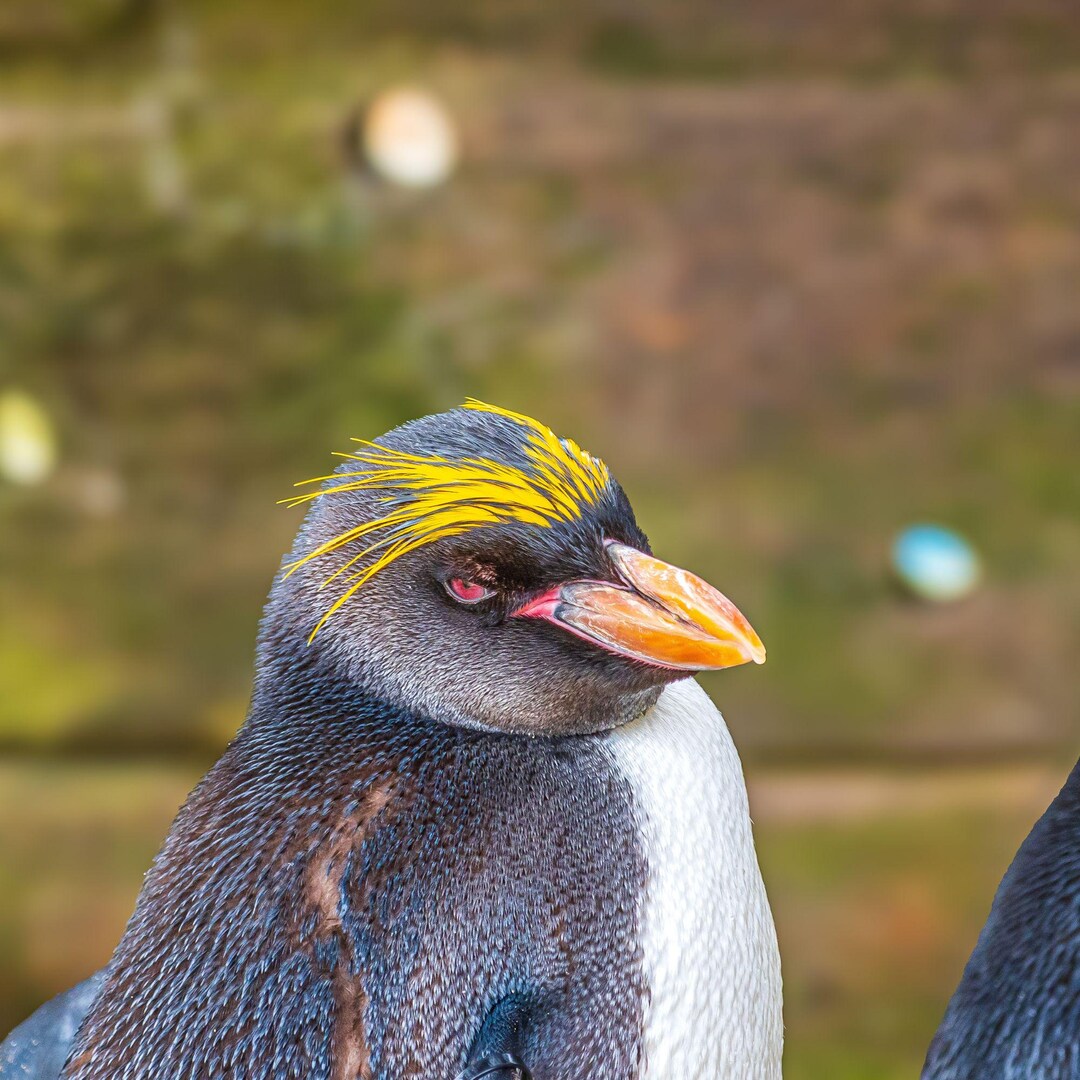 Macaroni Penguin Photo: Wildlife Fine Art Print (digital Download) - Etsy