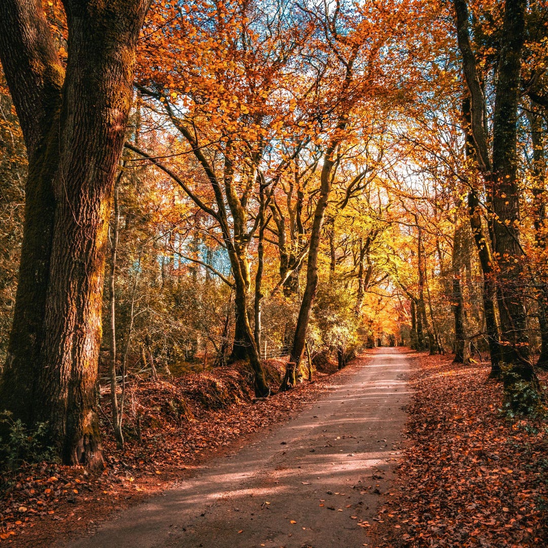 Stunning Autumn Scene Photo - Colourful Woods & Road - Fall Landscape ...
