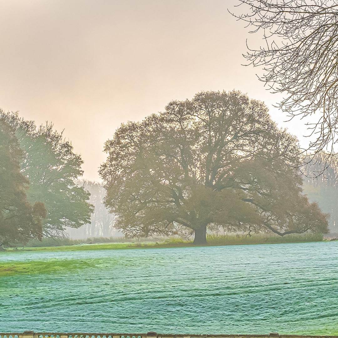 British Winter Landscape Frosty Morning Mist, Oak Tree in Devon Field ...