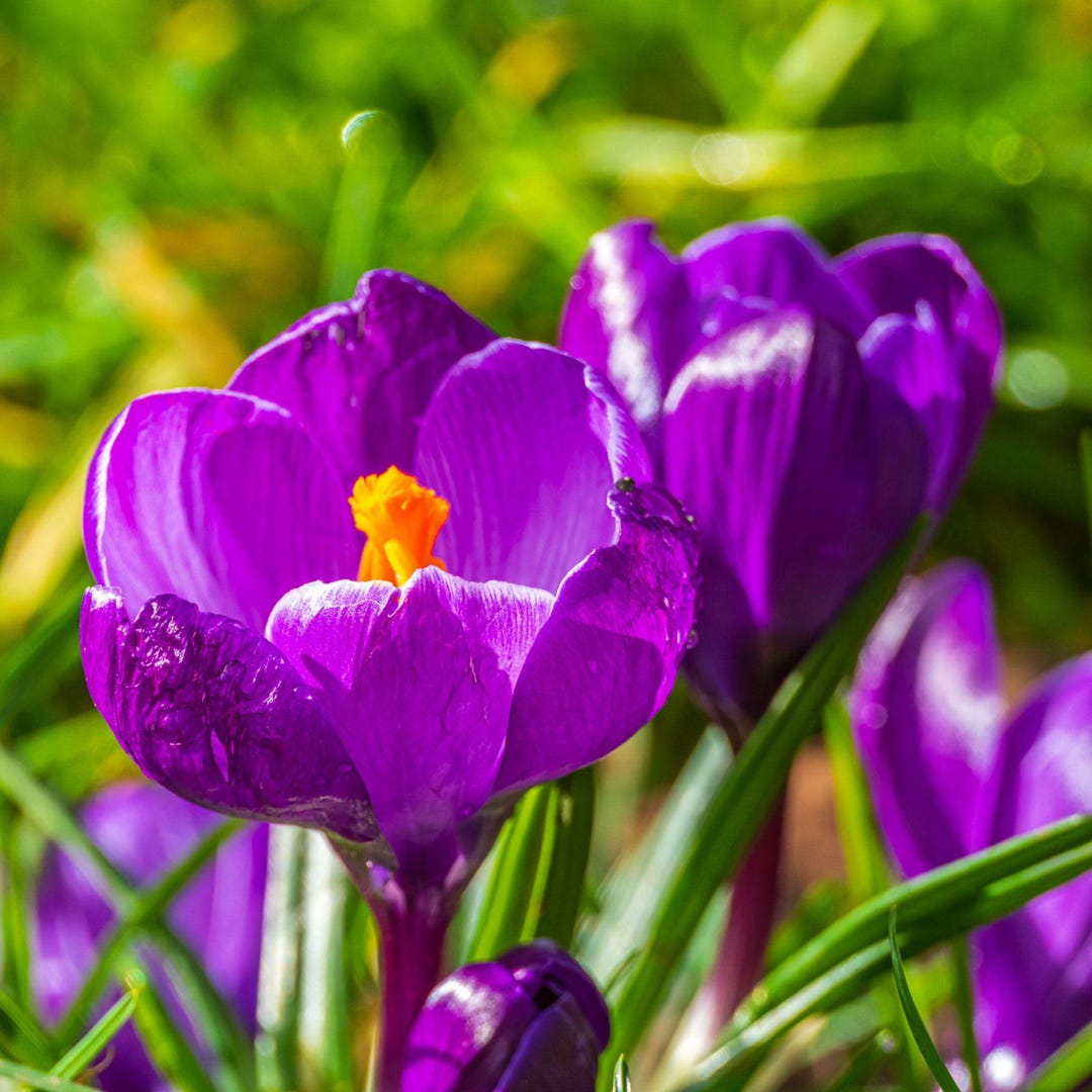 Spring Croci Photo Download, High Res Fine Art, Purple Wild Flowers, UK ...