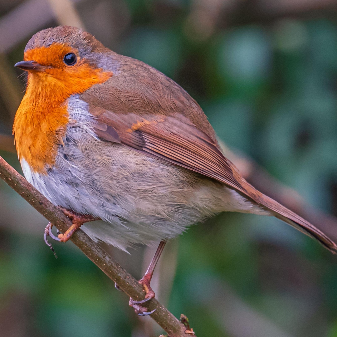 Robin in Tree Photo Download, England Countryside Bird Lover Gift, Fine ...