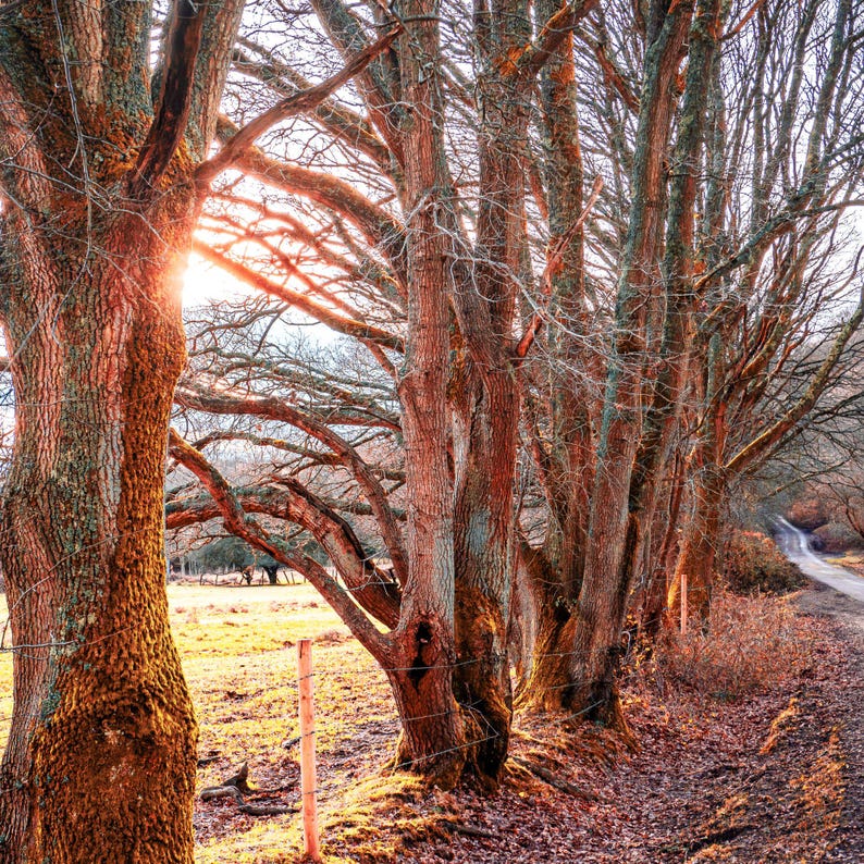 Orange Winter Sun Through Trees - New Forest Photo | Digital Download ...