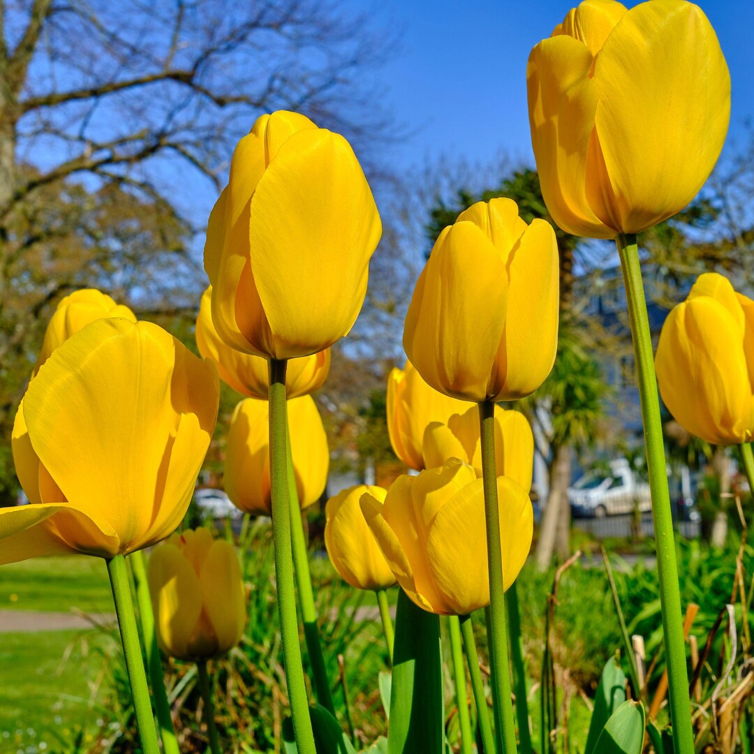 Yellow Tulips Against Blue Sky - Bright Floral Photography - Digital ...