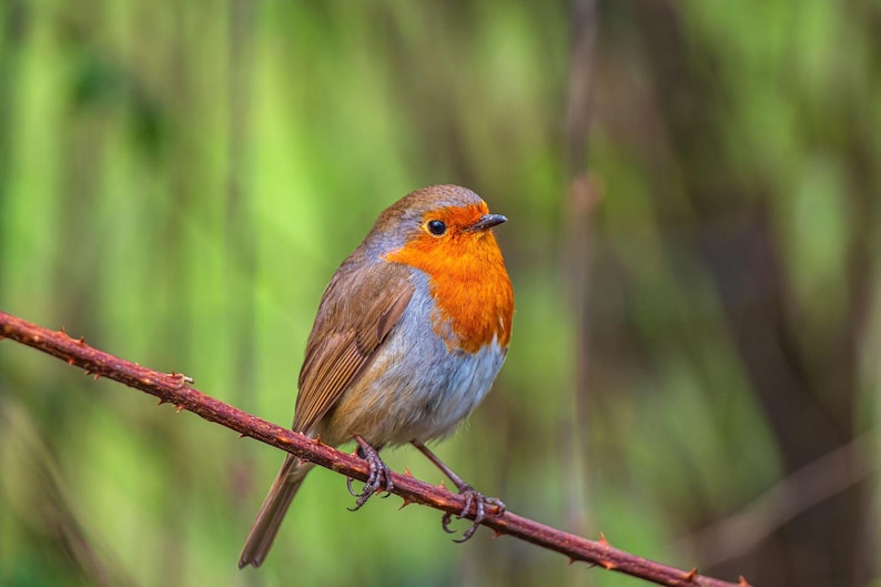 Robin in Tree Photo Download, High Res Fine Art, Bird Lover Gift ...
