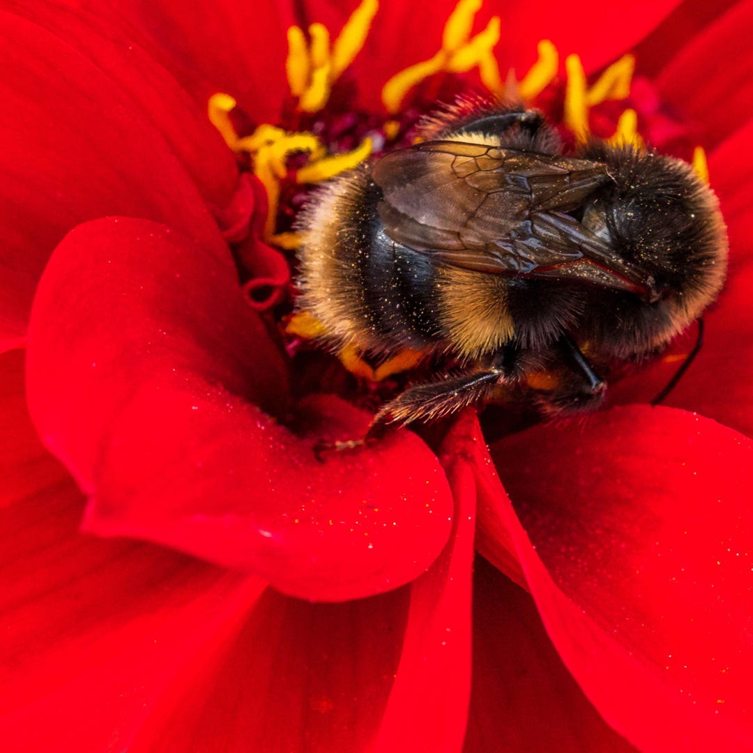 Photo Instant Download Close-up Bee Inside Red Flower, Bee and Flower ...