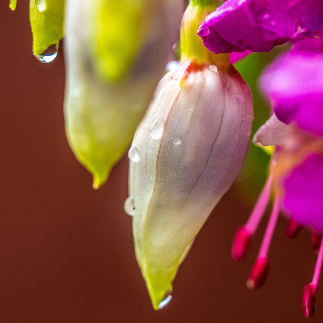 Fuchsia Buds Rain Drops Photo: High-res Cottage Garden Art (digital ...