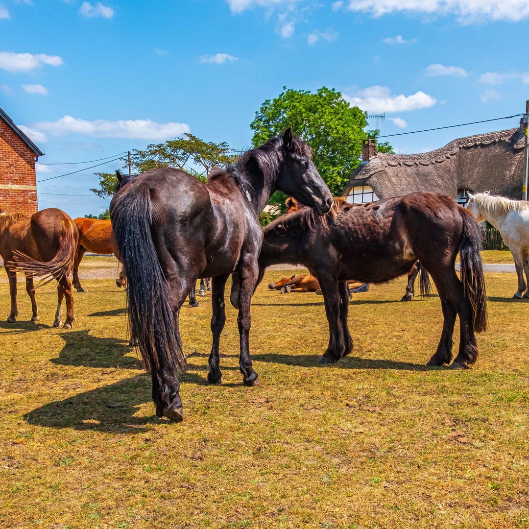New Forest Ponies Photo: Hampshire Summer Grazing (digital Download) - Etsy