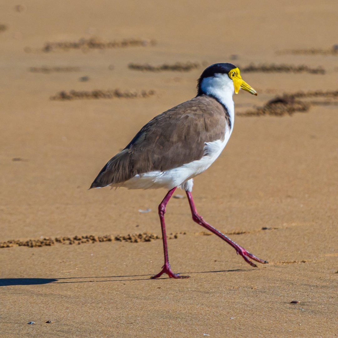 Masked Lapwing Beach Photo Download – Australian Pacific Ocean Art ...