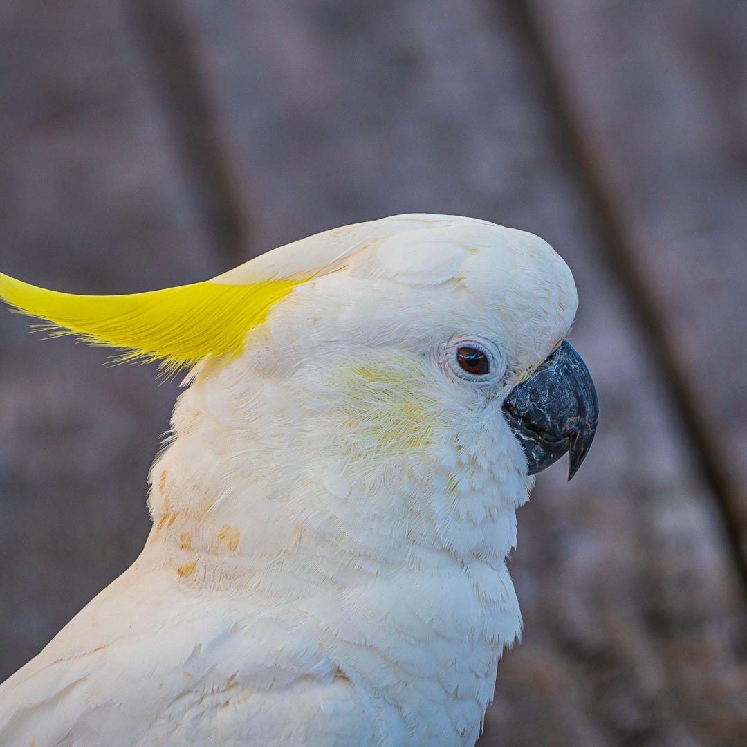 Sulphur-crested Cockatoo Close-up Photo, Australia Wildlife Digital ...