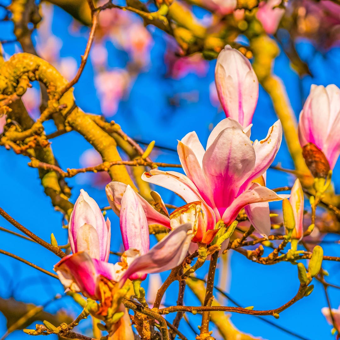 Stunning Pink Tulip Tree in Spring - Blue Sky Photo | Instant Digital ...