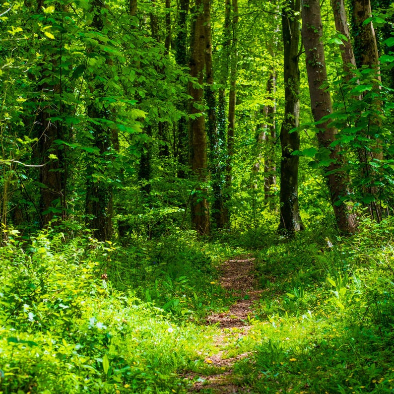Woodland Glade Photo: Devon Bluebells Print, Nature Wall Art (digital ...