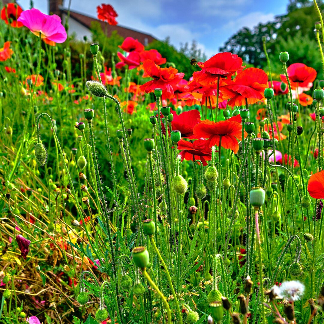 Mixed Red & Pink Poppies – Wildflowers in Devon – Summer Photo Download ...