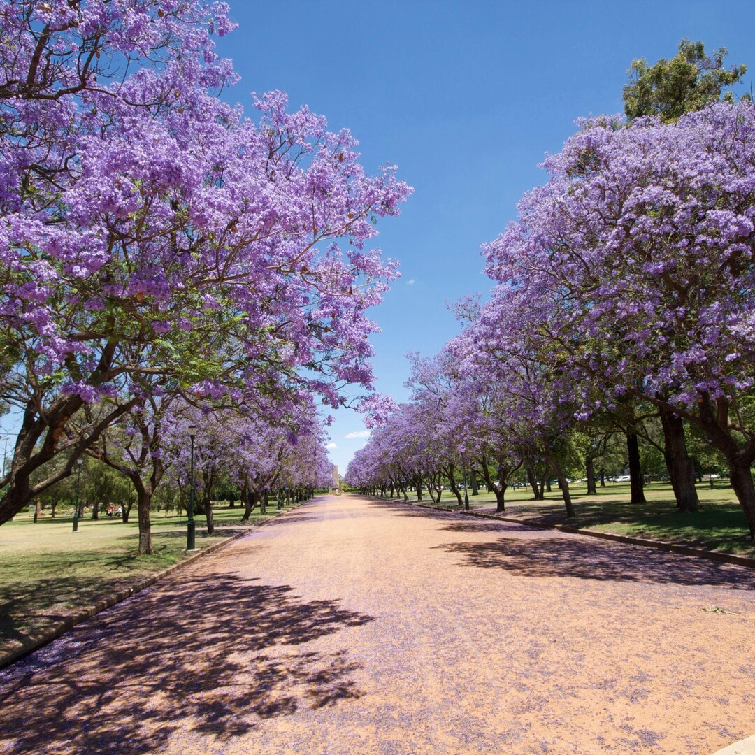 Jacaranda Allee Foto, Outback Australien Purple Blossom Art (Digitaler ...