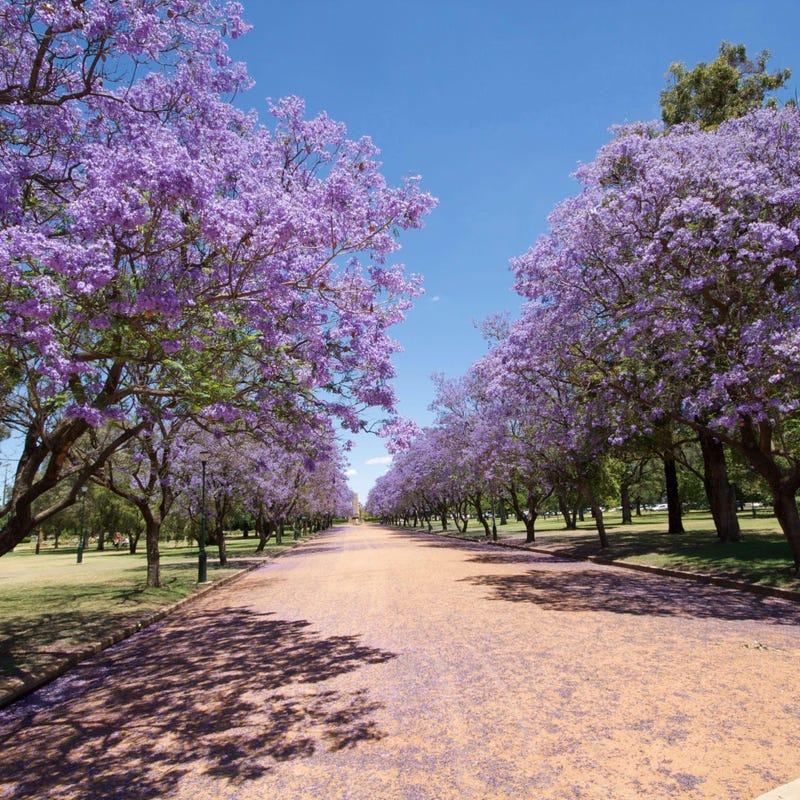 Jacaranda Tree Photos - Etsy UK