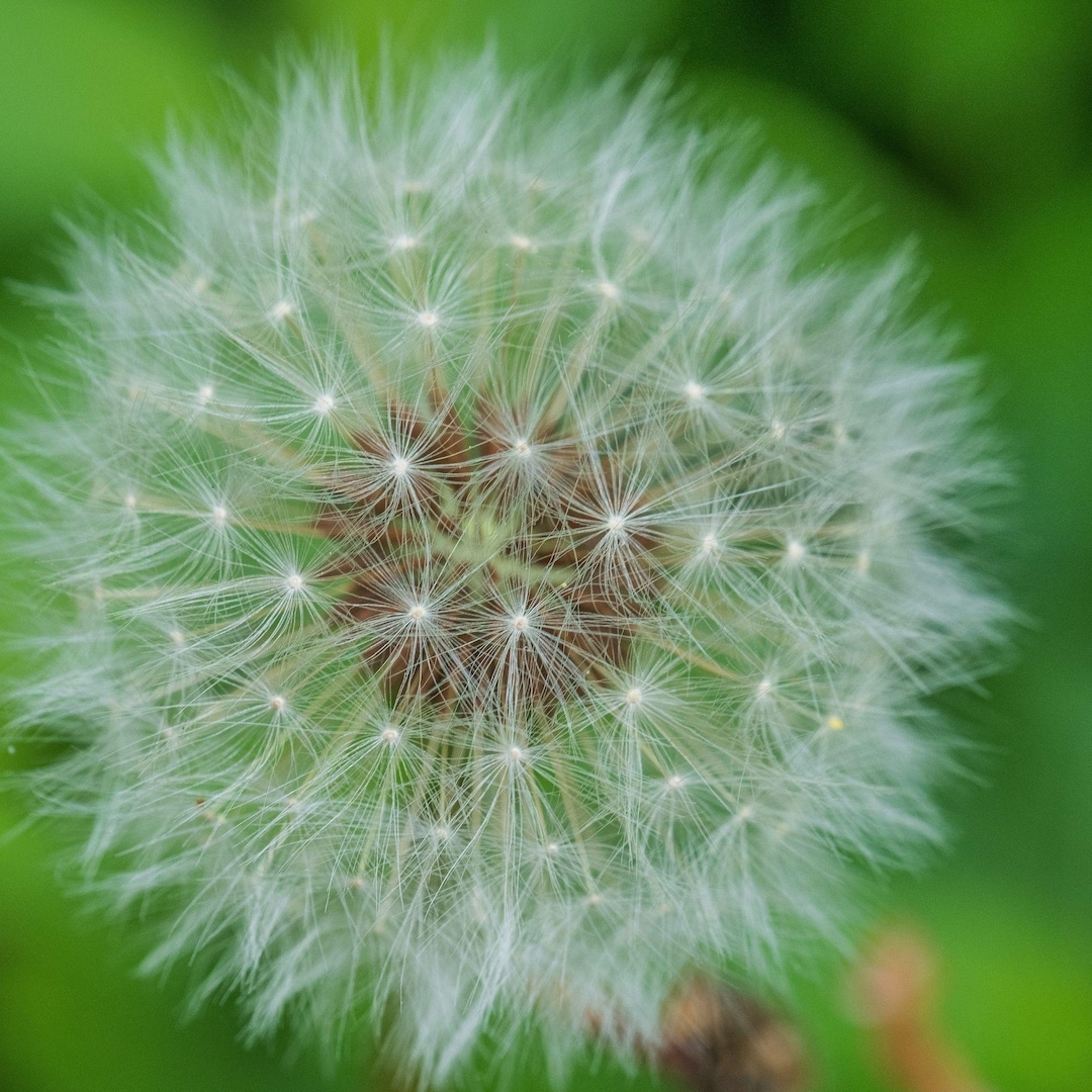 Macro Photo of Dandelion Head - Close up Nature Print - Instant ...