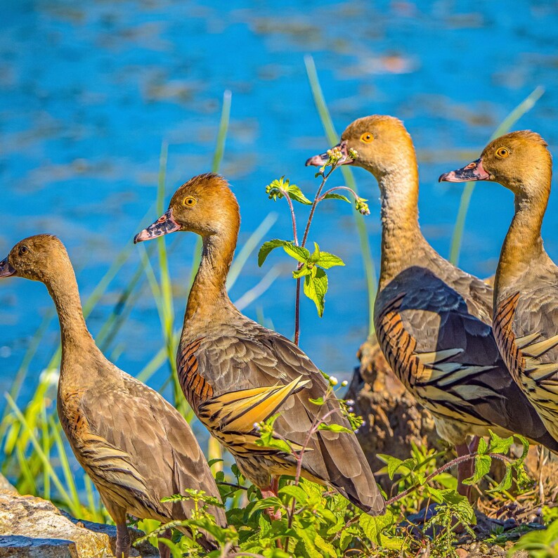 Family of Australian Ducks - Mum, Dad & Babies | Summer Scene ...