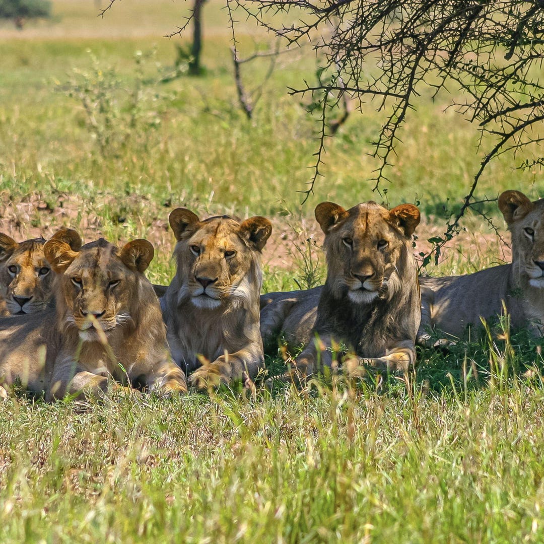 Five Lions Resting Photo Download, Serengeti Wall Art, Tanzania Travel ...