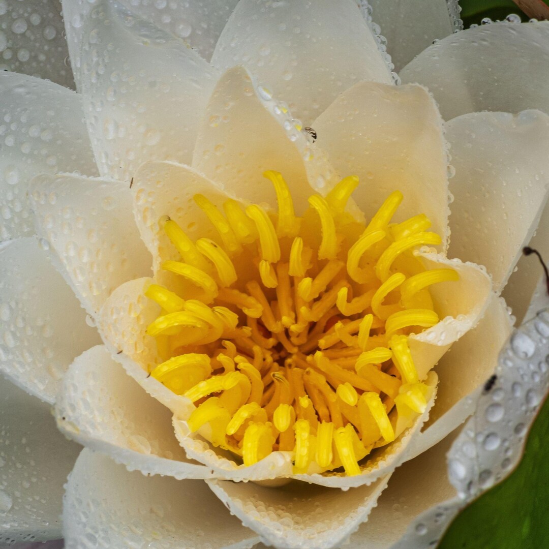 Water Lily Photo Print: Rain Droplets, Cottagecore Floral (digital ...