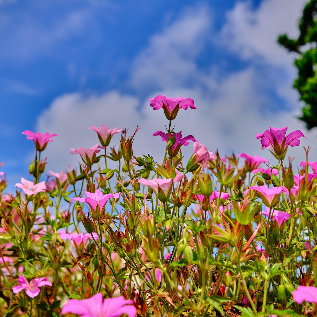 Pink Cranesbill Flower Photo Download – Summer Bloom Wall Art, High Res ...