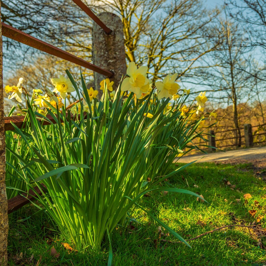 Spring Daffodils Grassy Bank Devon Photo Download - Etsy