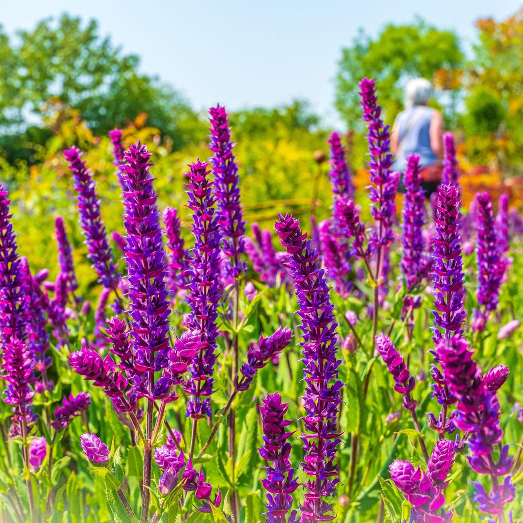Purple Speedwell Field Flower | Summer Wall Art | Flower Lover Decor ...