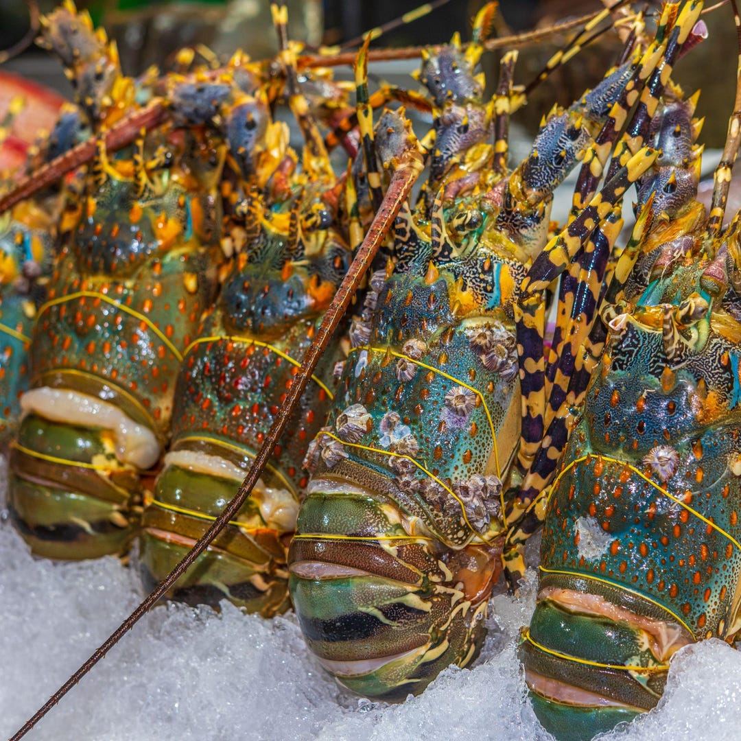 Colorful Lobsters Display, Thai Restaurant Seafood Photo, Digital ...