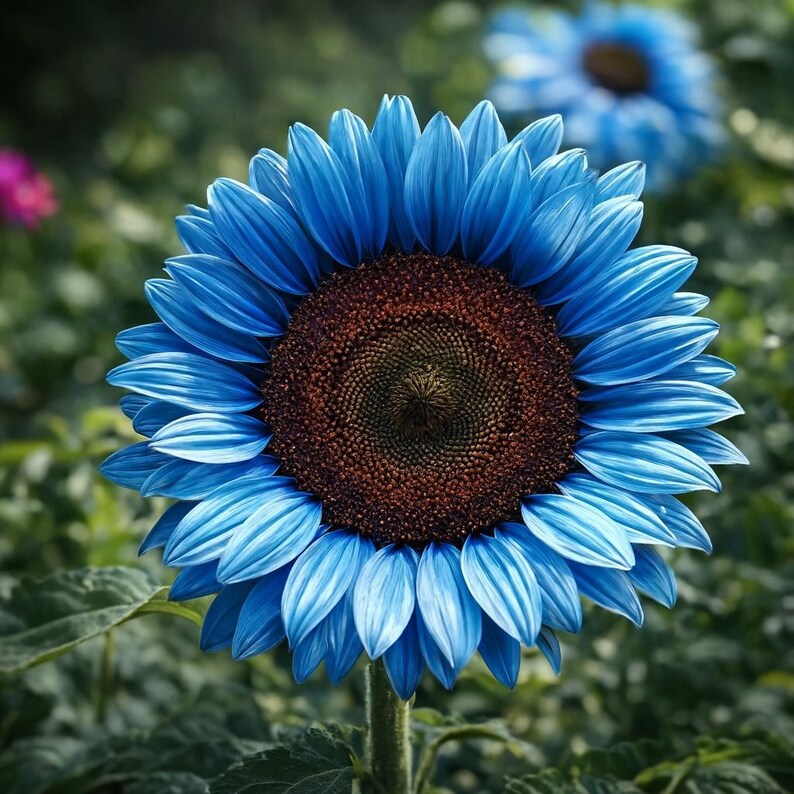 Midnight Blue Sunflower Seeds: Rare Black Hybrid Bonsai Variety | 50 ...