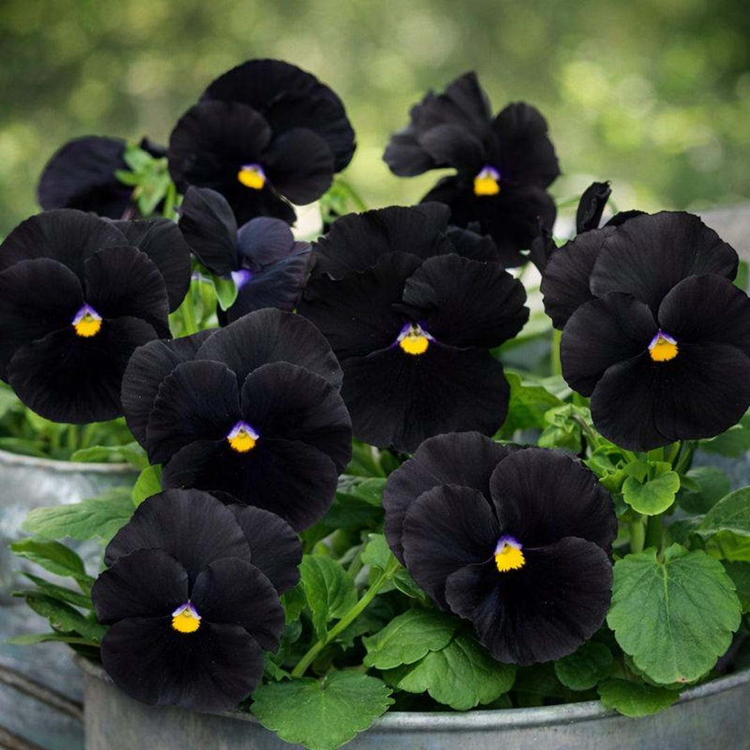 Black Atlas Pansy (1) Plug Live Plants: True Black Pansies, Hardy ...