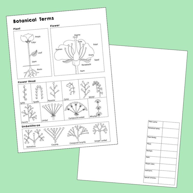 Herbarium | DIY Plant Collection | Printable Herbarium Sheets | Nature ...