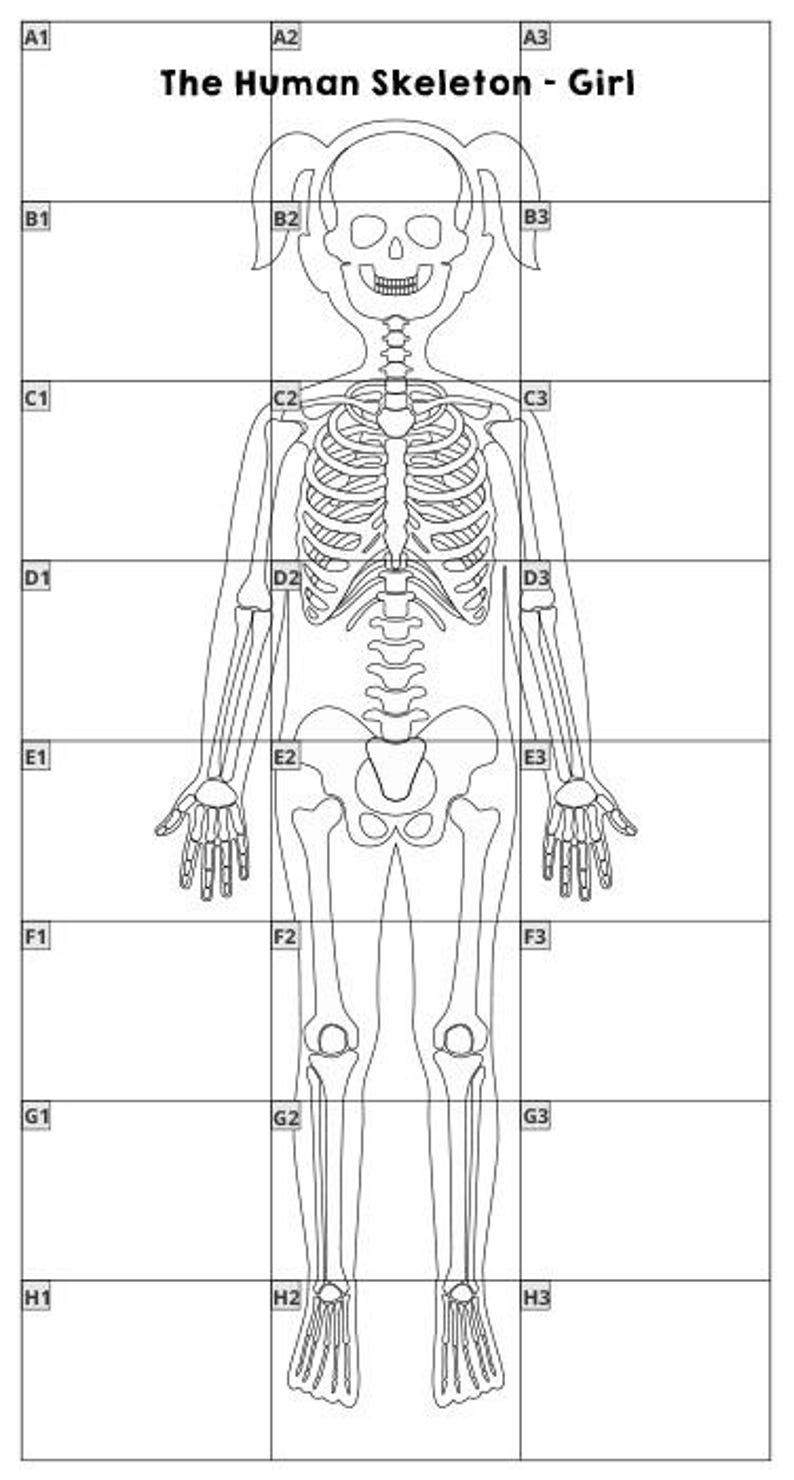 The Human Skeleton Girl Life-size Poster DIY Anatomy Activity ...