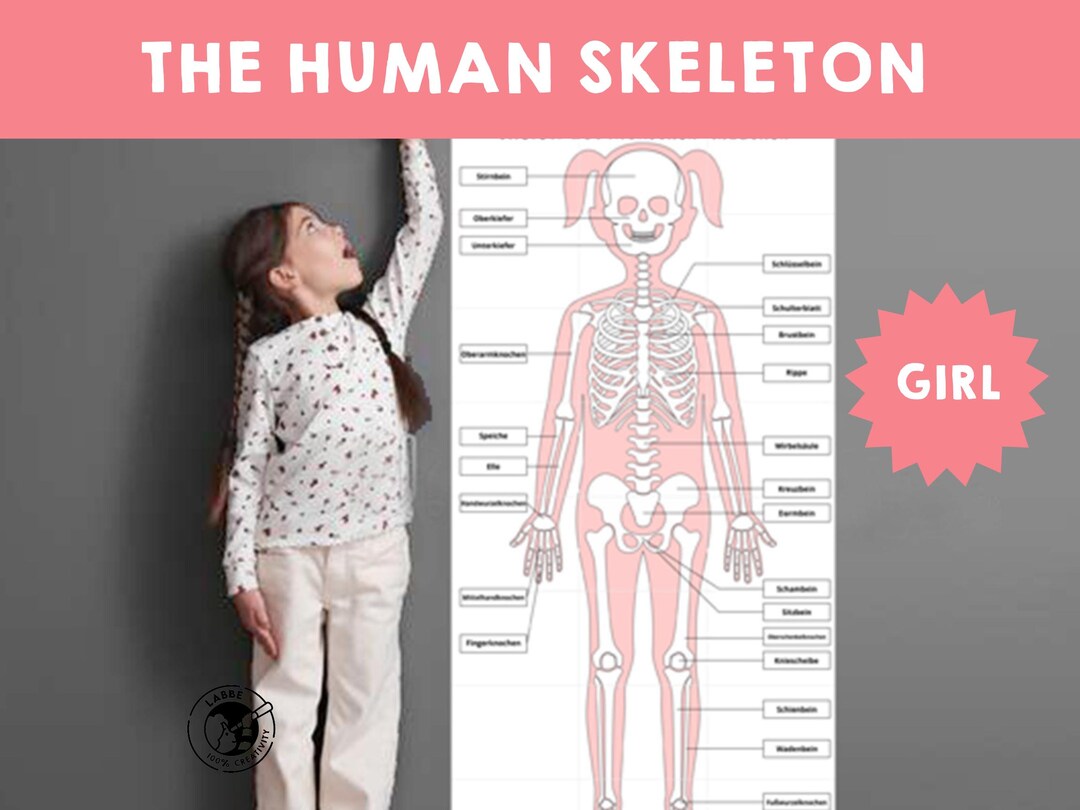 The Human Skeleton - Girl | Life-size Poster | DIY Anatomy Activity ...