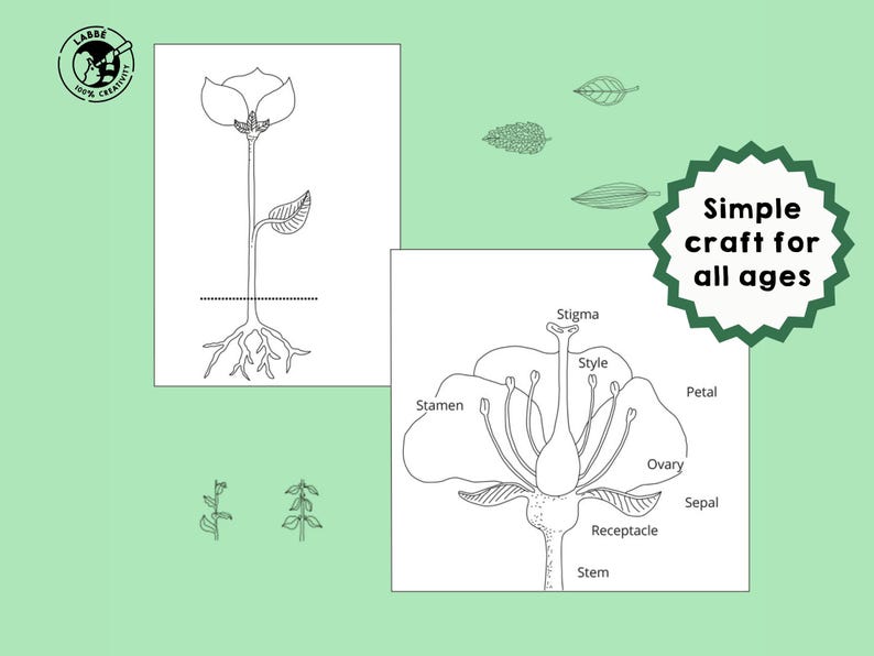 Herbarium | DIY Plant Collection | Printable Herbarium Sheets | Nature ...