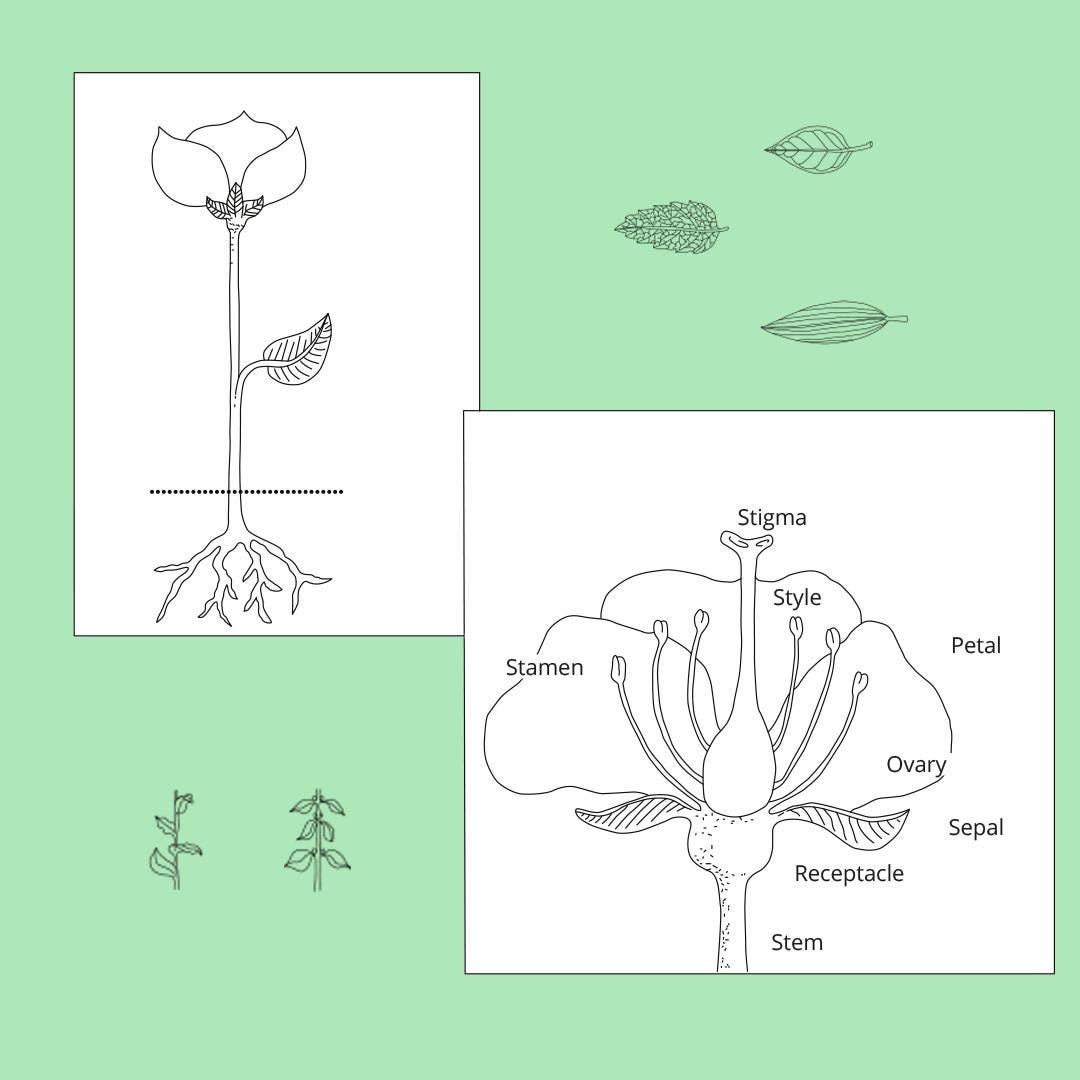 Herbarium | DIY Plant Collection | Printable Herbarium Sheets | Nature ...
