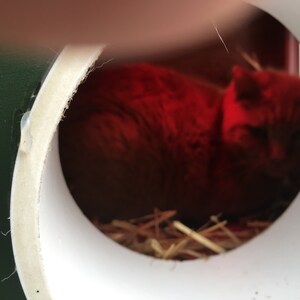 LARGE FERAL CAT Pod/deluxe Heat Heated House Bed Shelter - Etsy