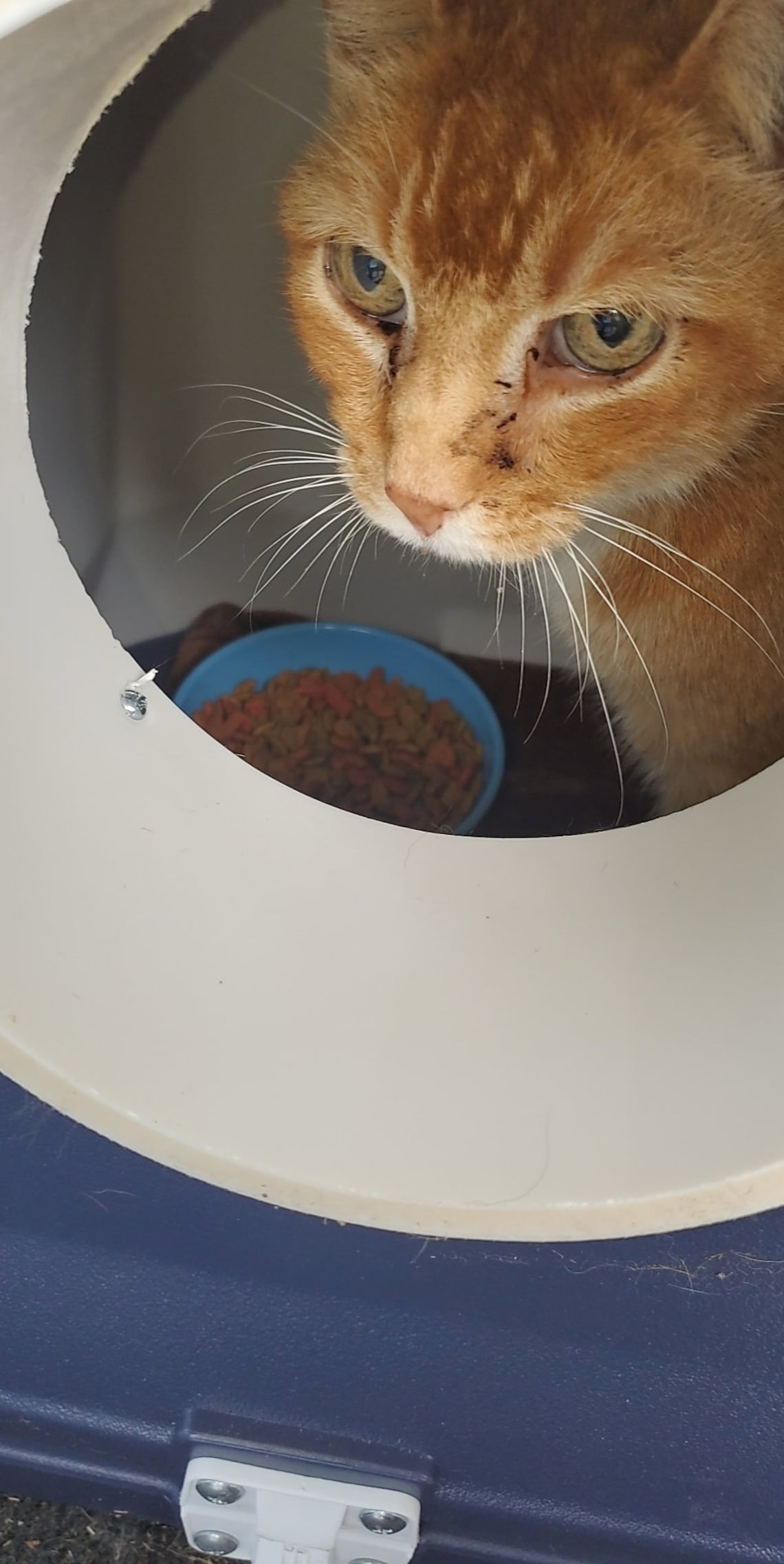 LARGE FERAL CAT Pod/deluxe Heat Heated House Bed Shelter - Etsy