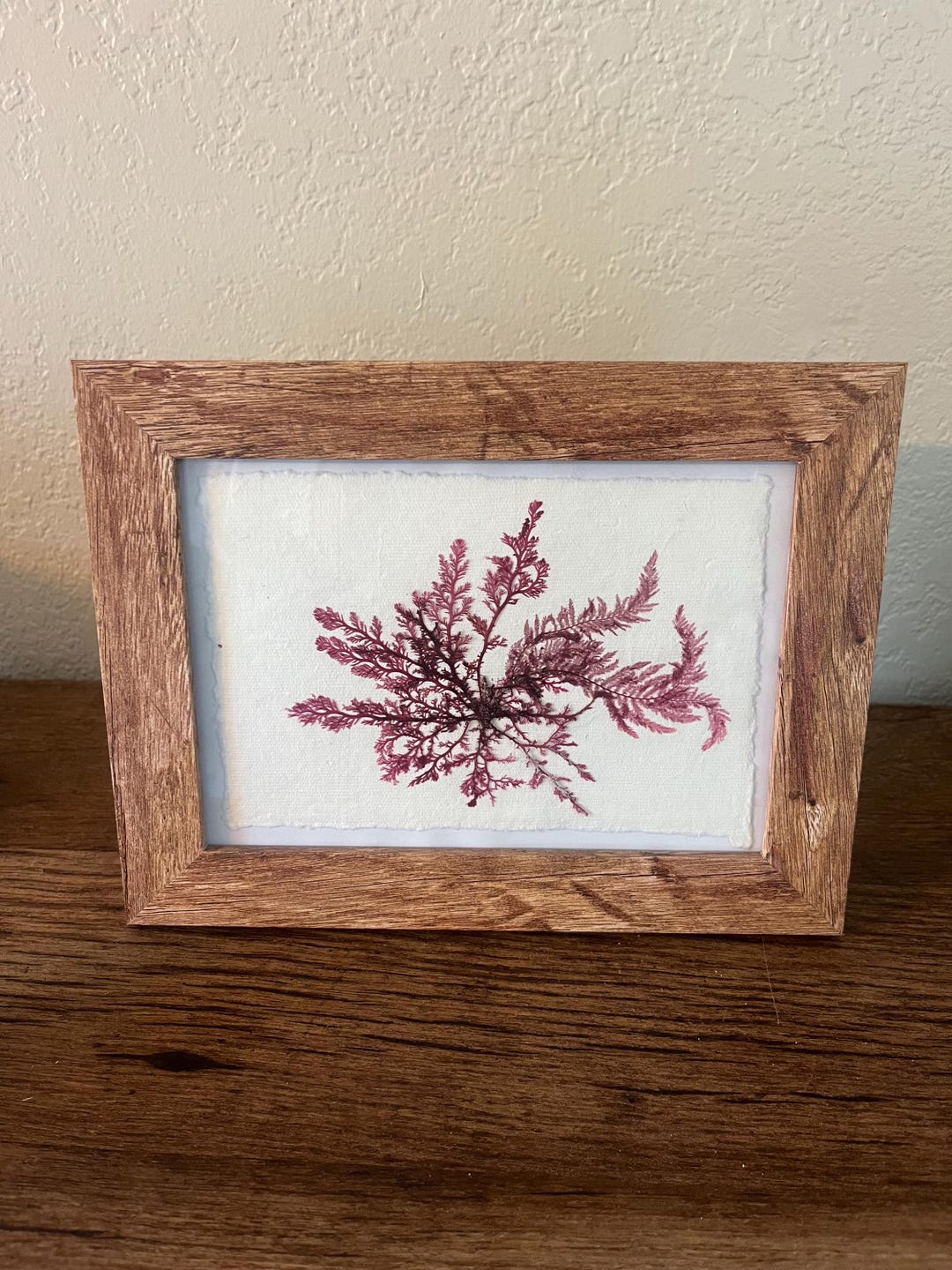 Pressed Seaweed Art From Santa Cruz, California | Local, Sustainably ...