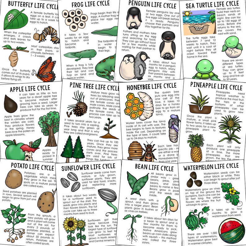 Life Cycles Science Posters for Kids | Homeschool Elementary Science ...