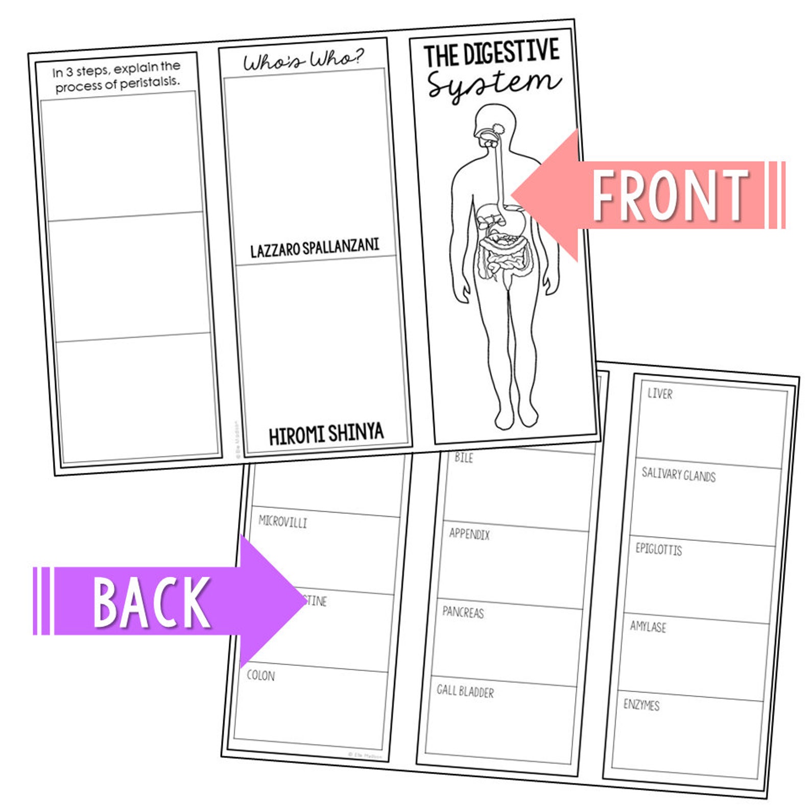 HUMAN BODY SYSTEMS Research Brochure Projects Science - Etsy