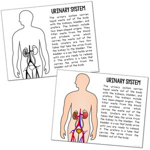 HUMAN BODY SYSTEMS Coloring Pages Activity | Science Printables ...