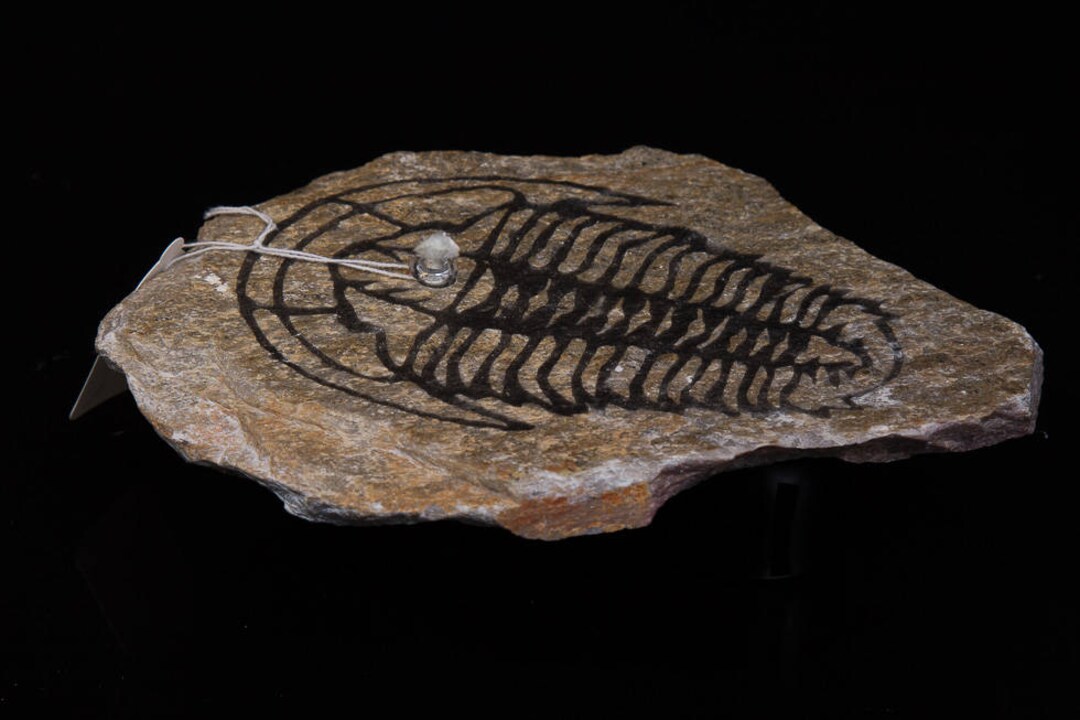 Trilobite Rock Candle With a Single Wick. Showing the Striking Faux ...