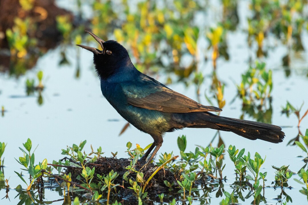 Grackle Singing in the Marsh - Etsy