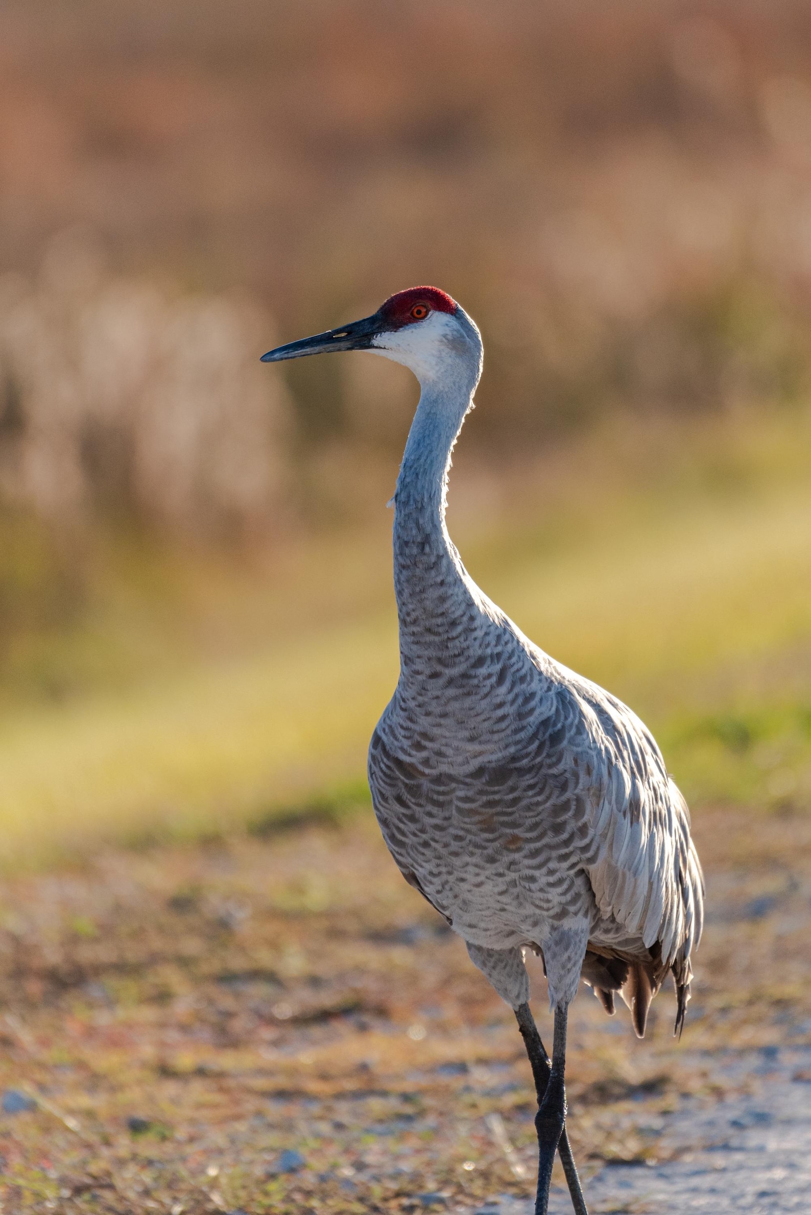Sandhill Crane in Florida Wetlands - Etsy