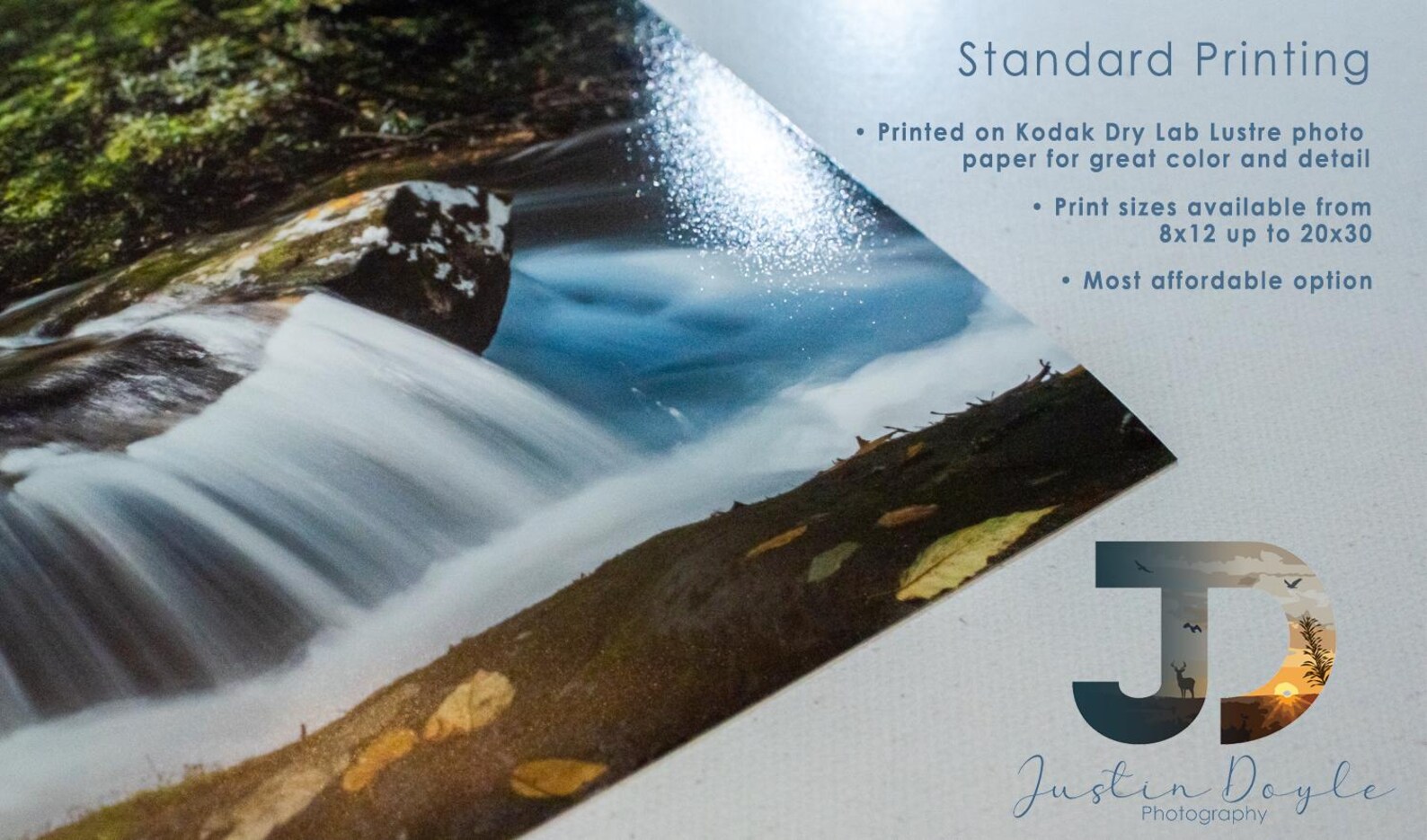 Eastern Phoebe on a Reed - Etsy