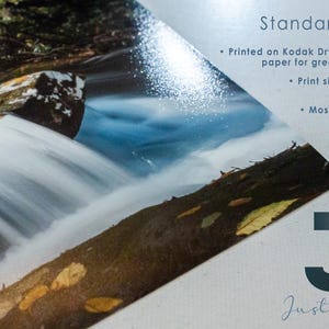 Eastern Phoebe on a Reed - Etsy