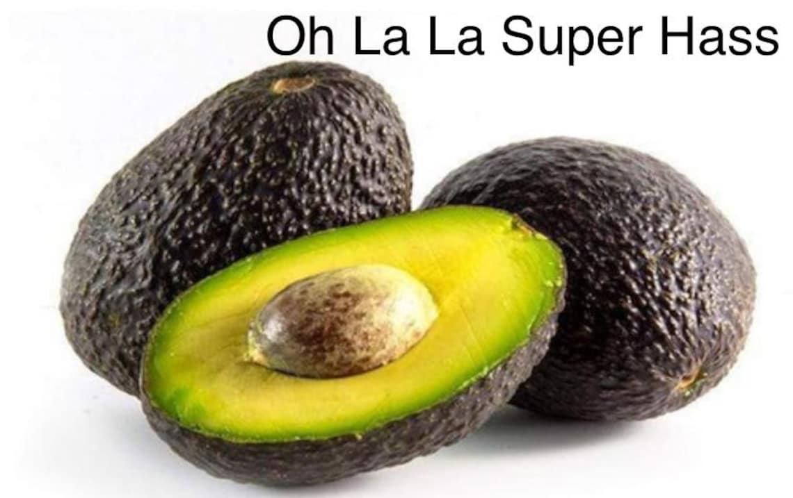 Grafted Avocado Trees - Etsy