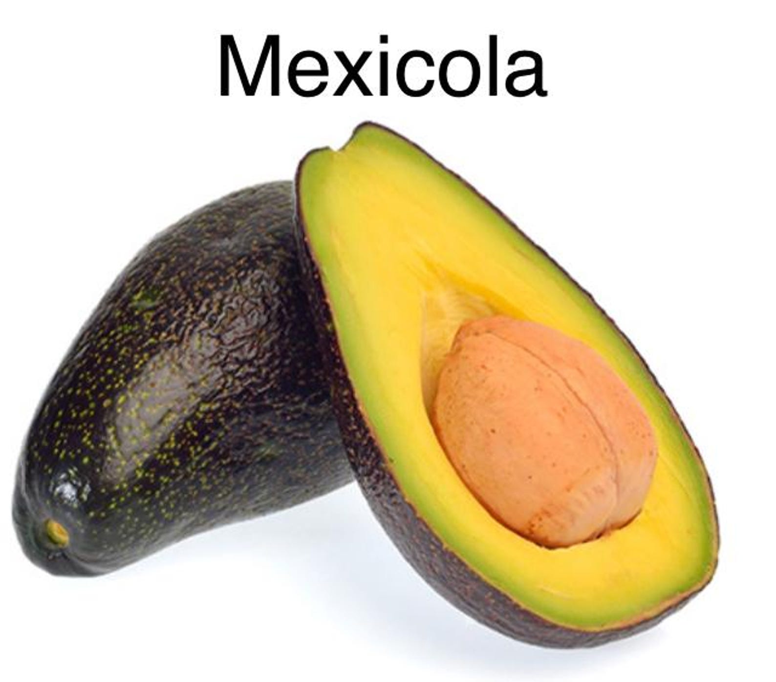 Grafted Avocado Trees - Etsy