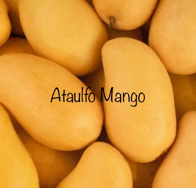 Mango Trees-several Varieties Available - Etsy