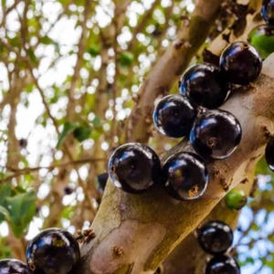 Sabara Jaboticaba Tree| Brazilian Grape Tree| 1 Gallon - Etsy