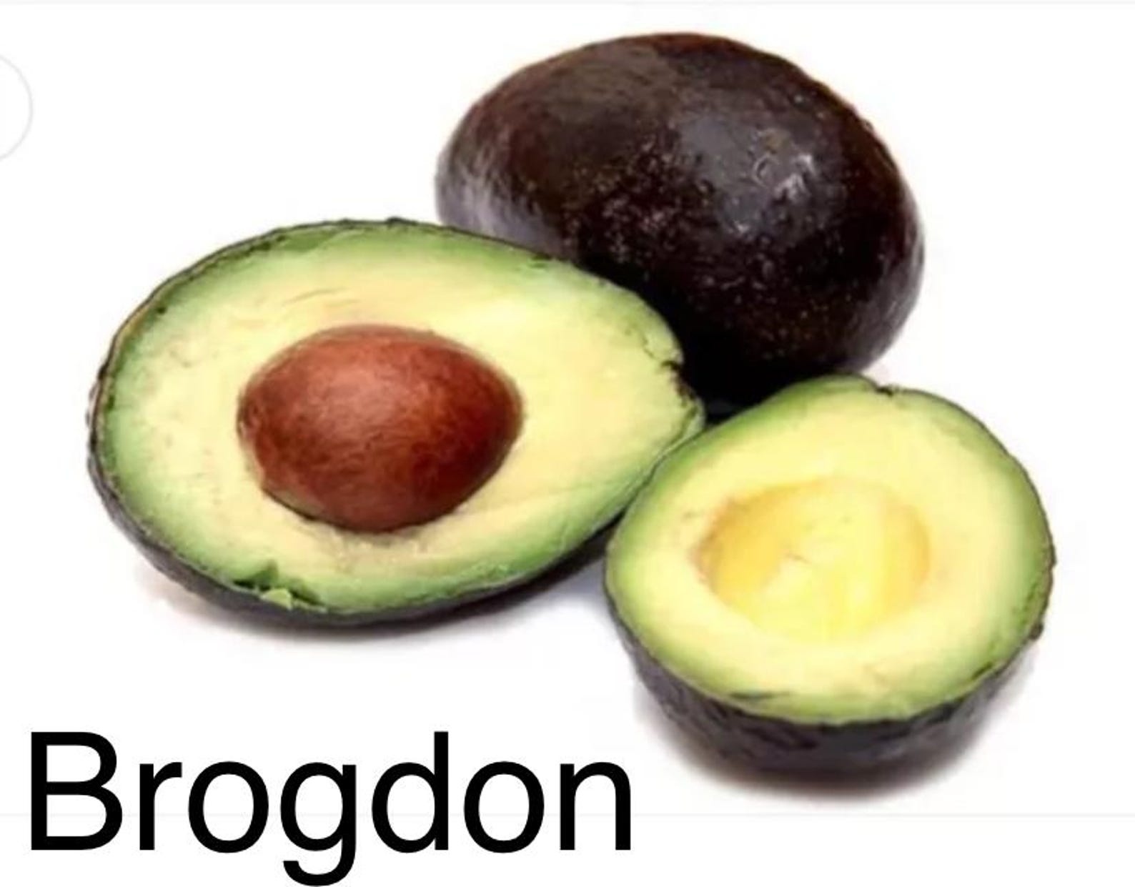 Grafted Avocado Trees - Etsy