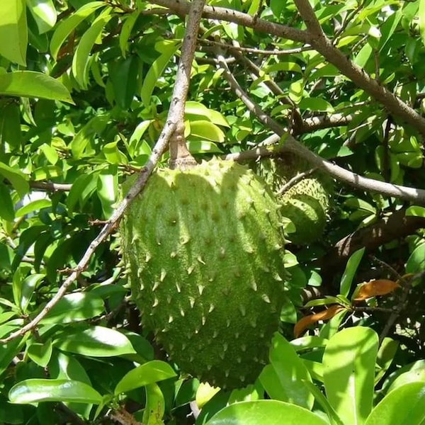 Soursop Tree - Etsy